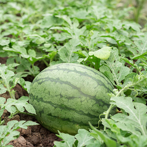 watermelon-produce – Grower Alliance